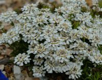 Collections - Sun Tolerant Collections - Alpine collections – Edrom ...