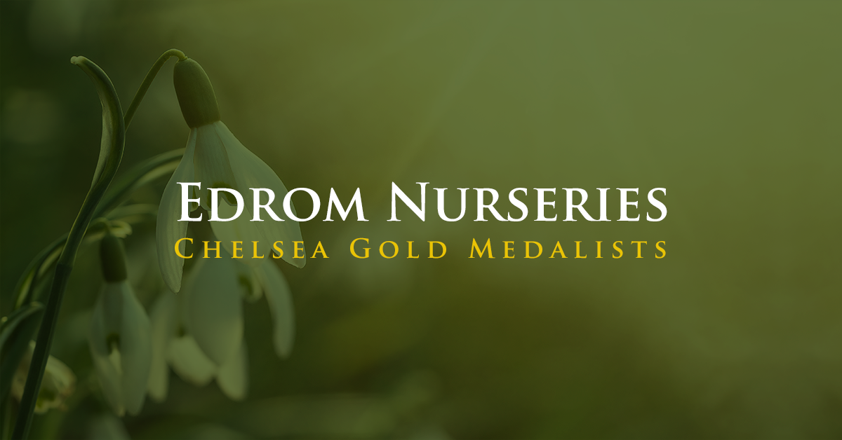 Ericaceous Plants - Evergreen Ericaceous Plants - Polygala chamaebuxus ...