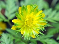 Woodland Plants - Herbaceous Woodlanders - Adonis amurensis Sandan Zaki