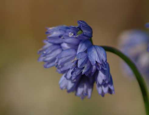 Bulbous Plants - Bulbous Plants for Sun - Allium cyaneum
