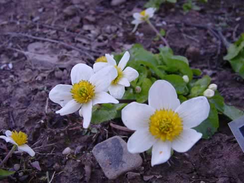 Woodland Plants - Herbaceous Woodlanders - Caltha palustris Alba