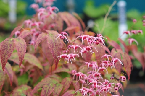 Nursery Specialities - Epimedium - Epimedium Pink Champagne