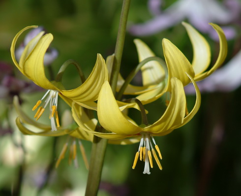 Bulbous Plants - Bulbous Plants for Shade - Erythronium Sundisc
