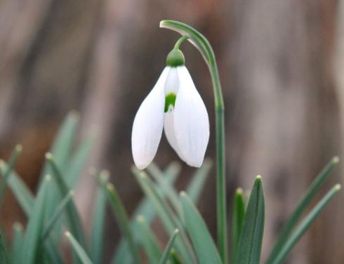 Bulbous Plants - Bulbous Plants for Shade - Galanthus Seagull