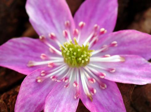 Nursery Specialities - Japanese Hepaticas - Hepatica japonica Benioiran