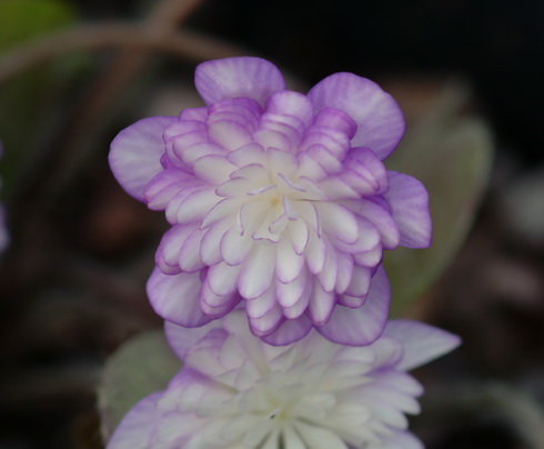 Nursery Specialities - Japanese Hepaticas - Hepatica japonica Miyuki