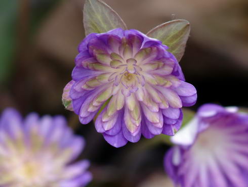 Nursery Specialities - Japanese Hepaticas - Hepatica japonica Shi Ko Den