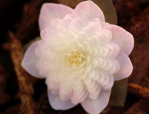 Nursery Specialities - Japanese Hepaticas - Hepatica japonica Touryoku