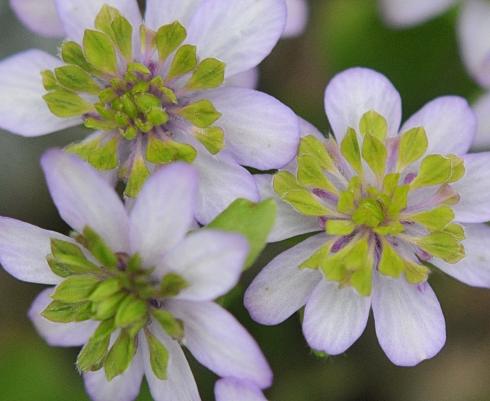 Nursery Specialities - Japanese Hepaticas - Hepatica japonica Yuuzen