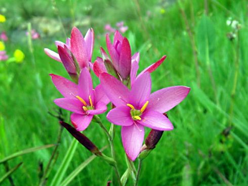 Bulbous Plants - Bulbous plants for sun - Hesperantha huttonii