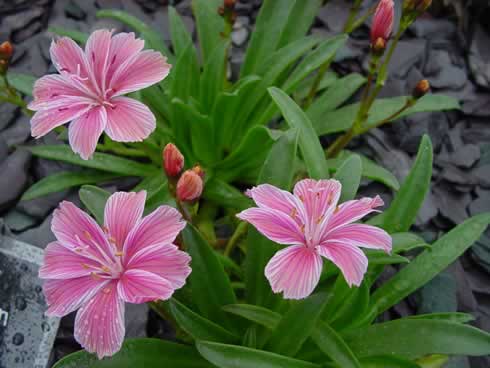 Alpines - Evergreen Alpines - Lewisia Little Raspberry