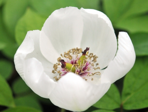 Bulbous Plants - Bulbous Plants for Sun - Paeonia japonica
