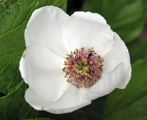 Bulbous Plants - Bulbous Plants for Sun - Paeonia wittmaniana