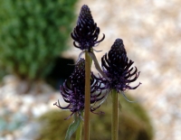 Alpines - Herbaceous Alpines - Phyteuma nigrum