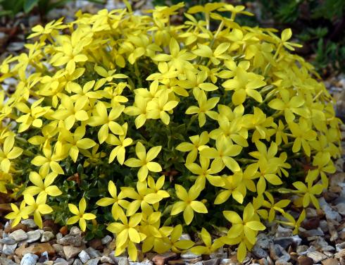 Alpines - Evergreen Alpines - Sebaea thomasii