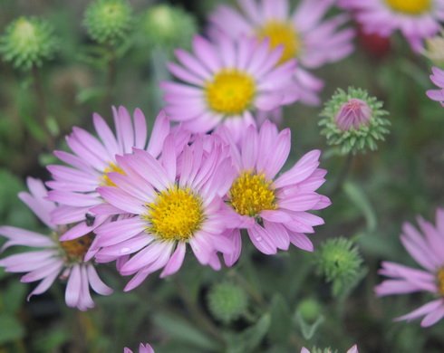 Alpines - Evergreen Alpines - Aster coloradoensis