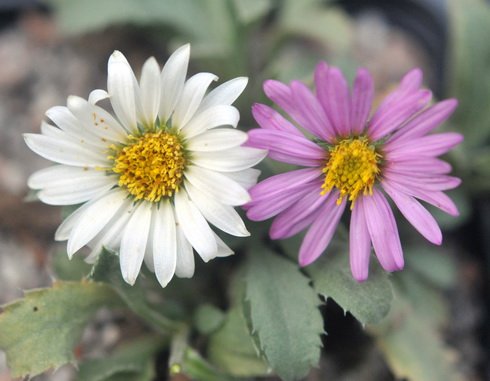 Alpines - Evergreen Alpines - Aster coloradoensis