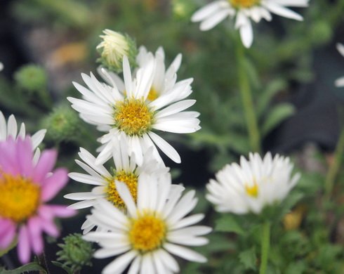 Alpines - Evergreen Alpines - Aster coloradoensis