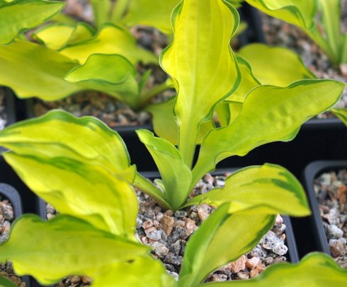 Nursery Specialities - Hostas - Hosta Green with Envy